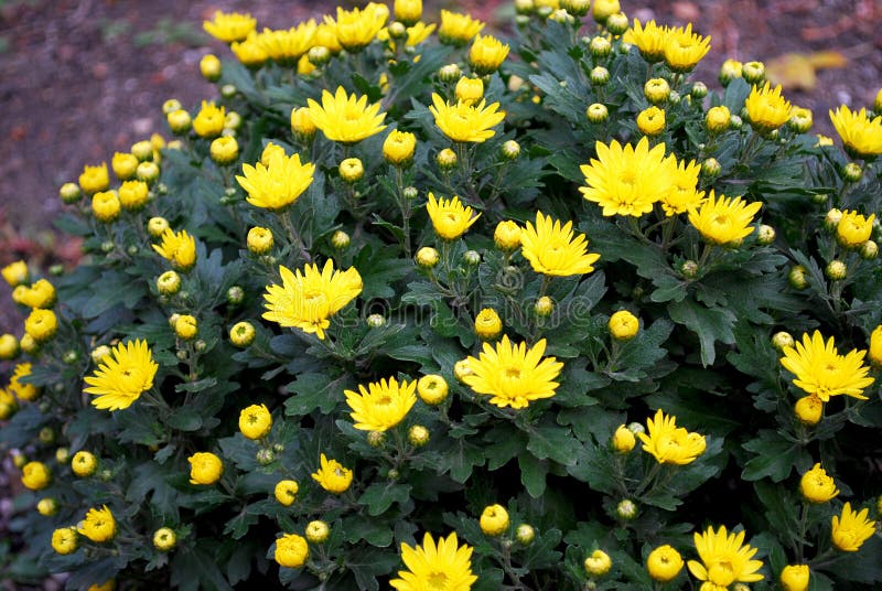 Chrysanten stock afbeelding. Image of chrysanten, zijn - 102385771