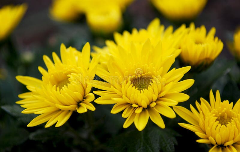 Rode Chrysanten stock foto. Afbeelding bestaande uit flora - 105277740