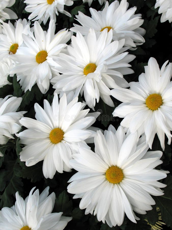 Chrysanten stock afbeelding. Image of sluit, madeliefje - 13550217