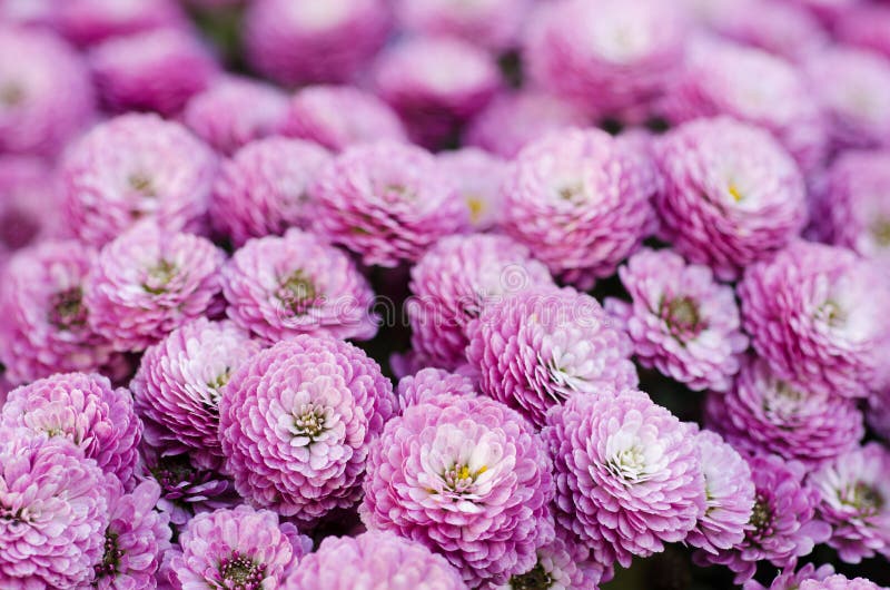 Chrysanten macrobloemen stock foto. Afbeelding bestaande uit blooming ...