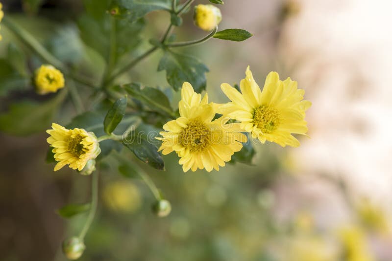 Chrysantheme Dendranthema Indicum L Blumen Stockfoto - Bild von adenin ...