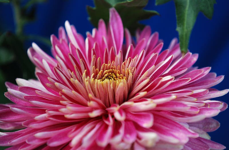 Chrysanthemen stockfoto. Bild von wasser, rosa, blumen - 103175788