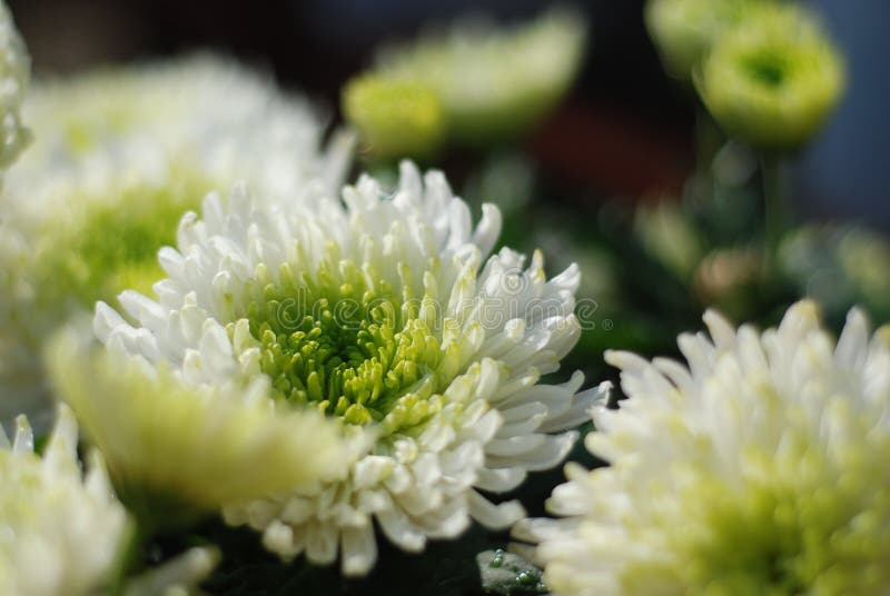 Chrysanthemum image stock. Image du micro, intervalle - 10674021