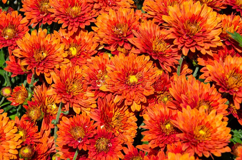 Chrysanthemum stock photo. Image of garden, fresh, flowering - 61105076
