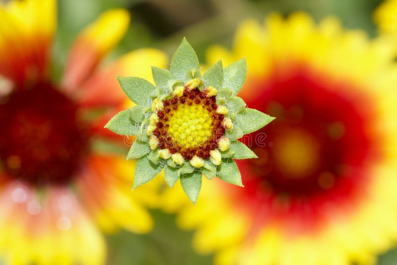 Chrysanthemum bud stock photo. Image of petals, close - 21634746