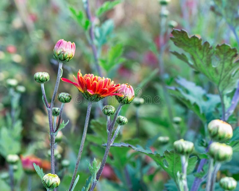 Chrysanthemum buds stock image. Image of botanical, plant - 282887807
