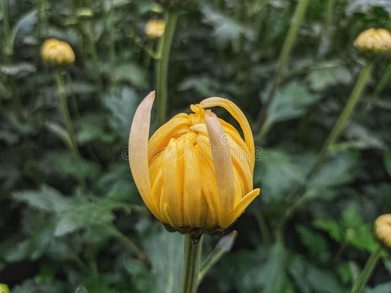 Chrysanthemum Buds Starting To Bloom in the Greenhouse Stock Photo ...