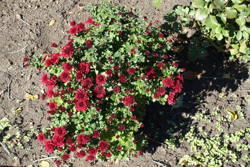 Chrysanthemum Bush with Red Flowers in October Stock Image - Image of ...
