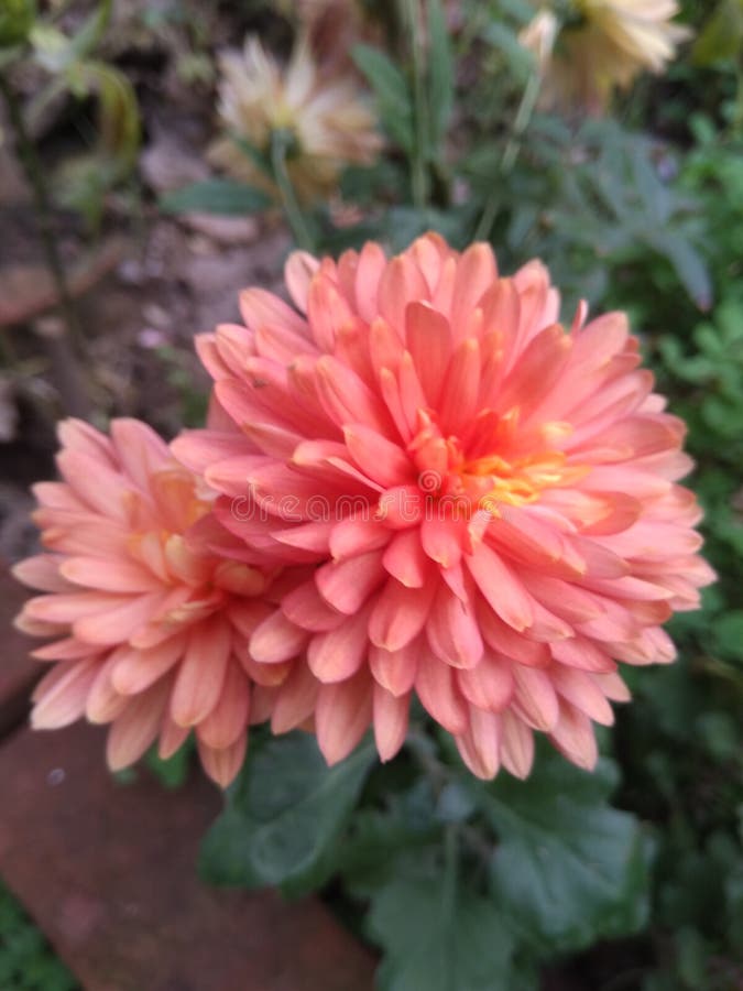 Chrysanthemum Chrys Guldaudi Stock Photo - Image of chrys, fragrant ...