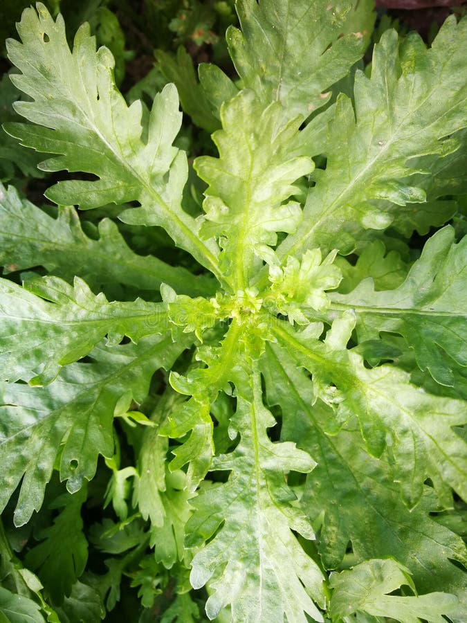 Edible Chrysanthemum Leaf stock photo. Image of garland - 19082424