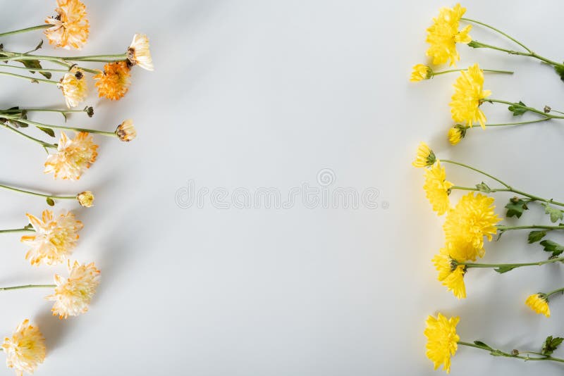 Chrysanthemum and Cutter Flowers Composition. Pattern and Frame Made of ...