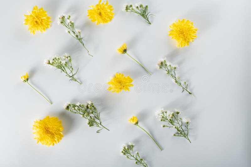 Chrysanthemum and Cutter Flowers Composition. Pattern and Frame Made of ...
