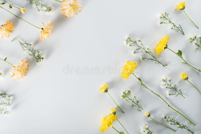 Chrysanthemum and Cutter Flowers Composition. Pattern and Frame Made of ...