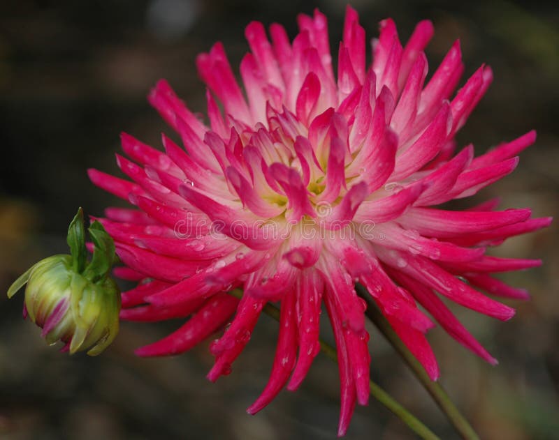 Three Spider Mums Chrysanthemum Stock Photo - Image of white, close ...