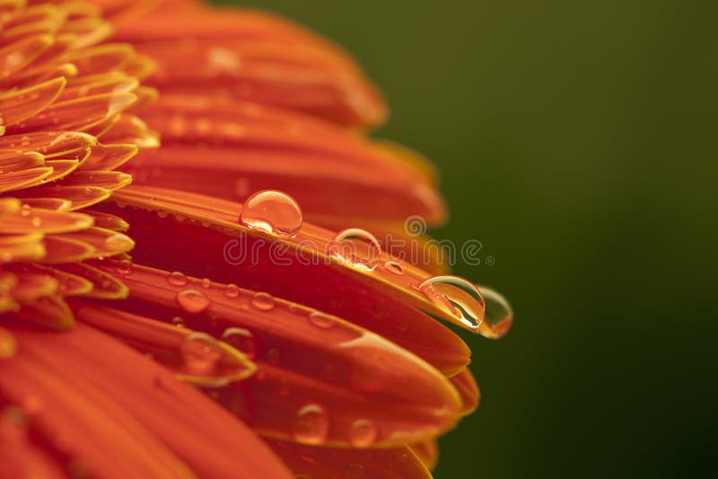 Chrysanthemum flower stock photo. Image of liquid, drop - 11640214