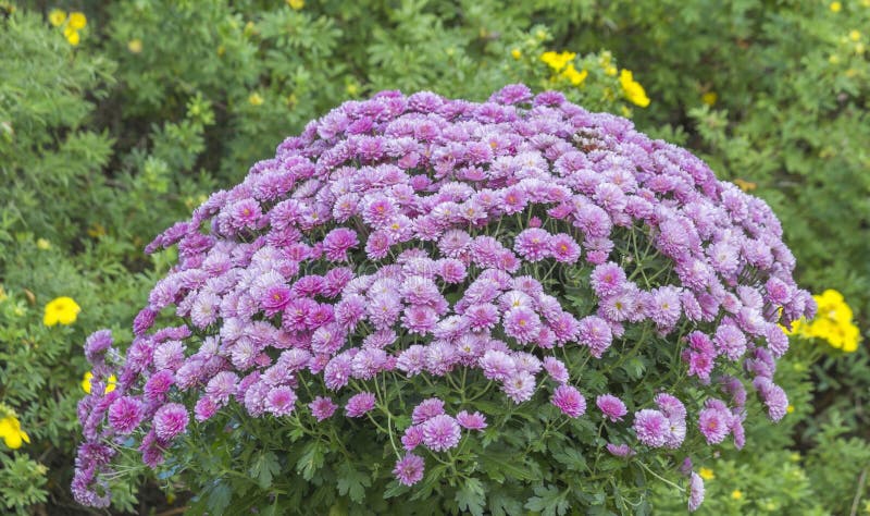 Chrysanthemum stock photo. Image of cinquefoil, arrangement - 73126584