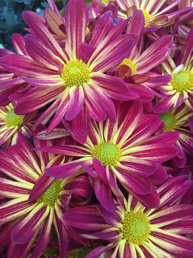 Beautifulchrysan Stock Photos - Free & Royalty-Free Stock Photos from ...