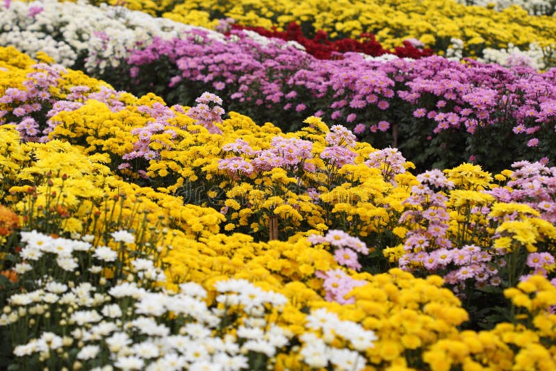 Chrysanthemum Flower Blooming in the Garden Stock Image - Image of ...