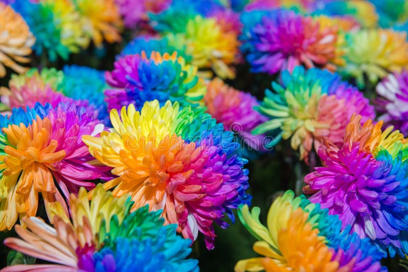 1,450 7 Color Flower Image Stock Photos - Free & Royalty-Free Stock ...
