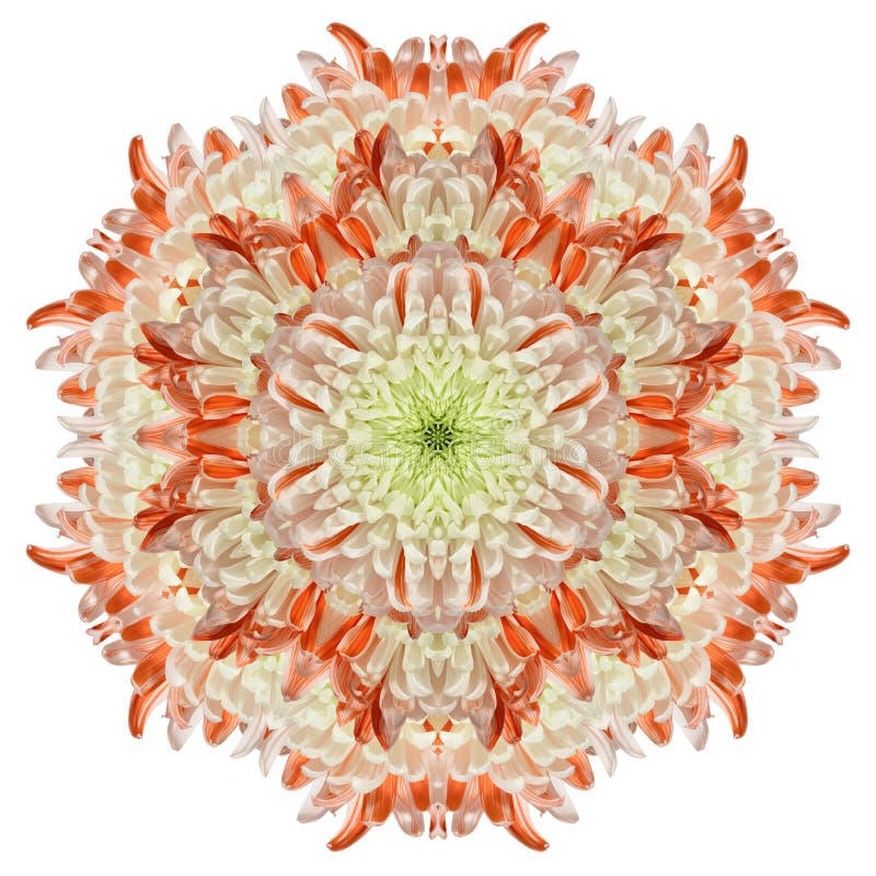 Chrysanthemum Flower in the Form of a Kaleidoscope Picture. Stock Image ...
