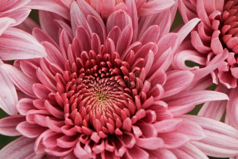 Chrysanthemum Flower - Garden Flower- Background Stock Image - Image of ...