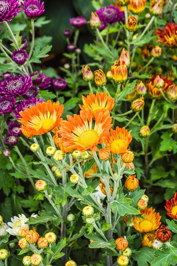 Chrysanthemum Flower in Garden Stock Photo - Image of pollen, petal ...