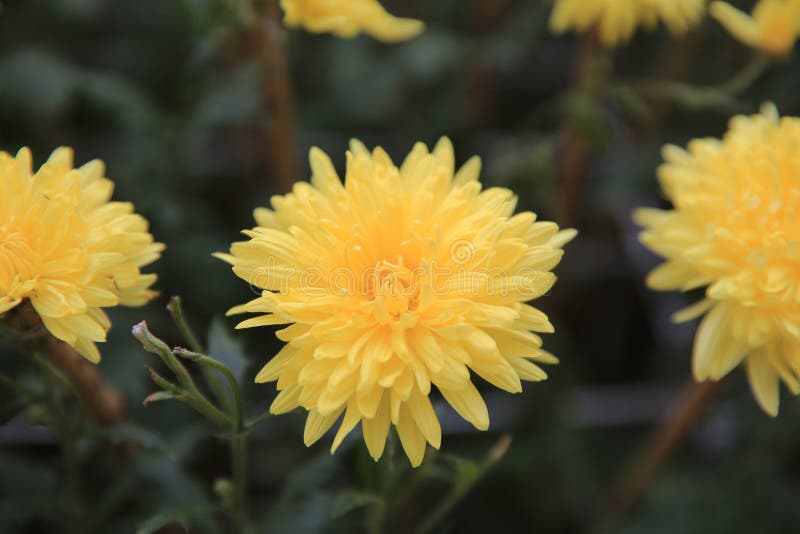 A Chrysanthemum Flower Guldaudi Flower at Hk Stock Photo - Image of ...