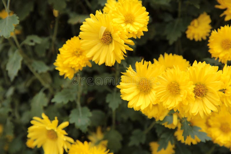 A Chrysanthemum Flower Guldaudi Flower at Hk Stock Photo - Image of ...