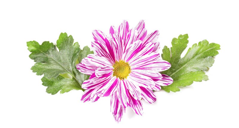 Chrysanthemum Flower with Leaves Stock Image - Image of object, flower ...