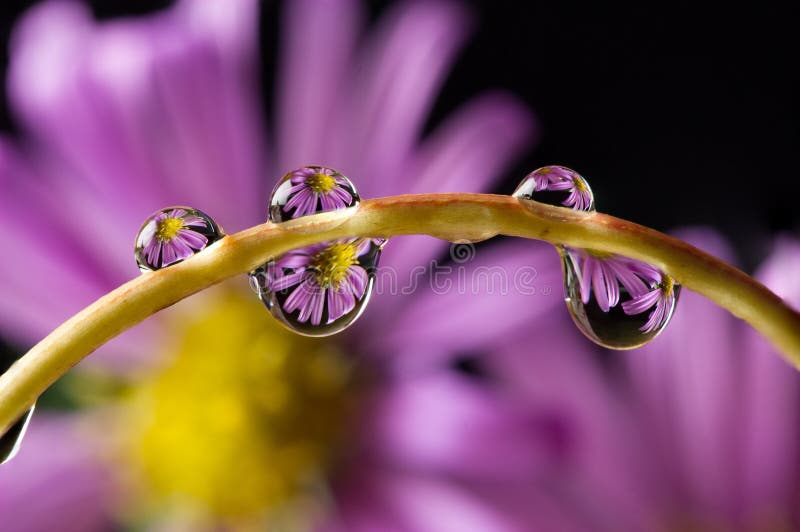 Flower Reflections stock photo. Image of geraniums, flowers - 631882