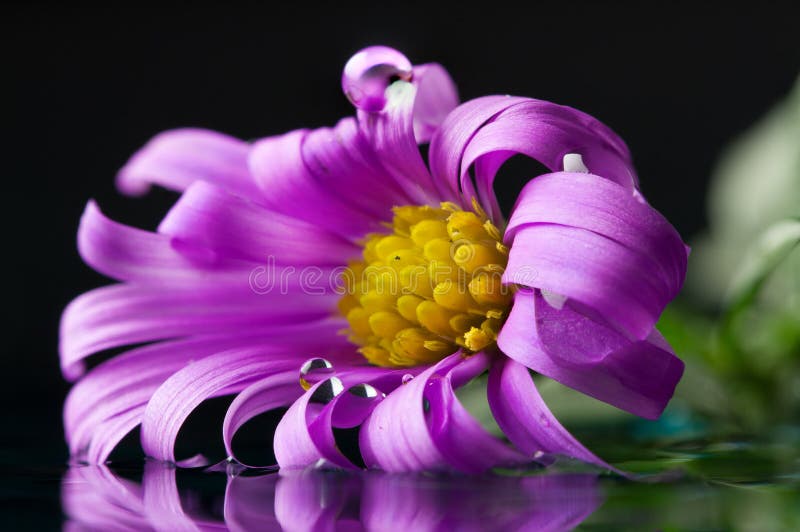 Flower Reflections stock photo. Image of geraniums, flowers - 631882