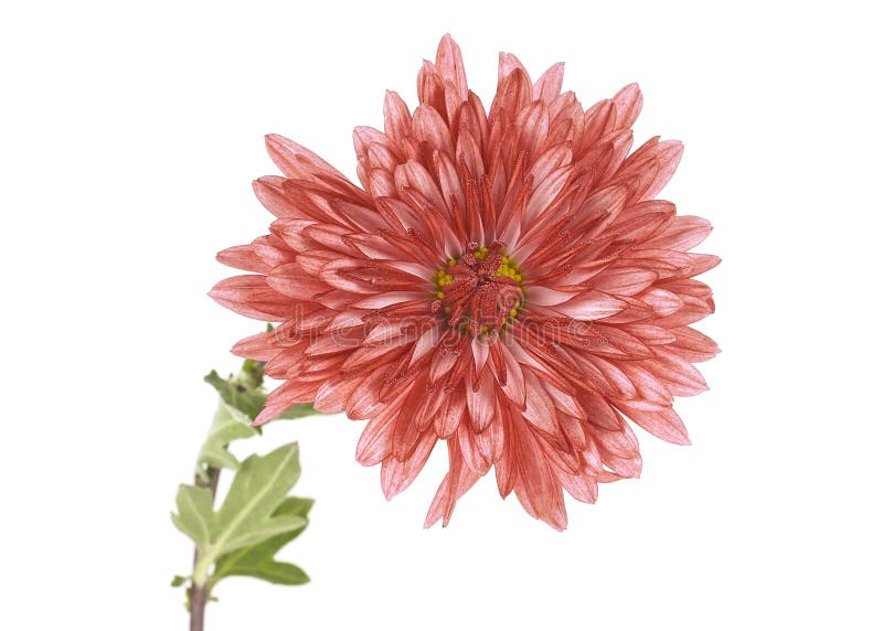 Chrysanthemum Flower on Stem, White Background Stock Image - Image of ...