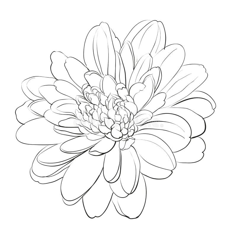 White Mums Flower Chrysanthemum Stock Illustrations – 150 White Mums ...