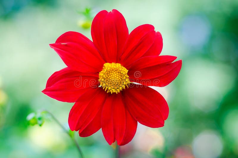 Chrysanthemum Flower in Wildlife Stock Photo - Image of plant ...