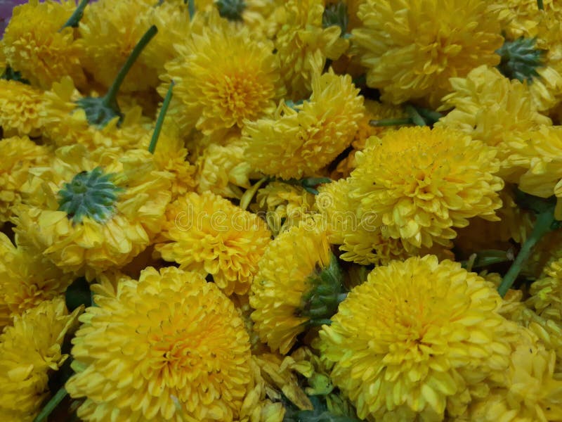 Chrysanthemum Flower. Yellow Chrysanthemum Flower Stock Photo - Image ...