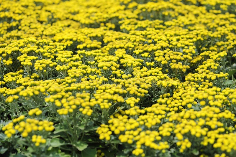 Chrysanthemum Flowers stock photo. Image of color, flower - 10404370