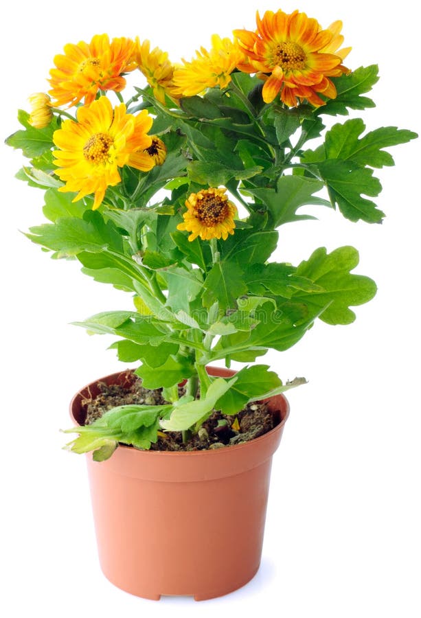Chrysanthemum flowers stock photo. Image of leaves, domestic - 18675282