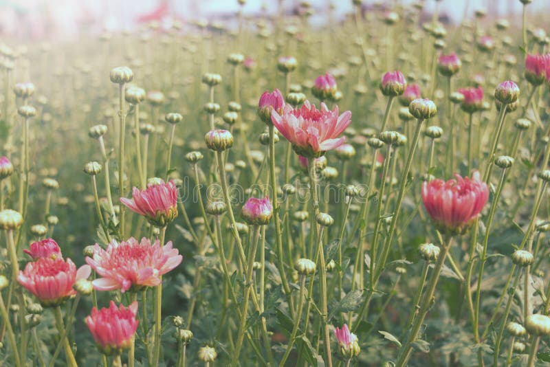 Chrysanthemum Flowers in Garden Stock Image - Image of summer, bloom ...
