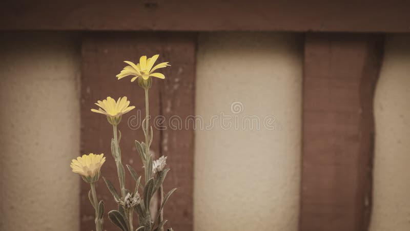 Chrysanthemum Flowers Sprouting from Three Branches in Front of a Wall ...