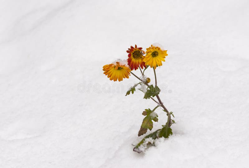 Chrysanthemum Flowers Under Snow Pressure Stock Image - Image of ...
