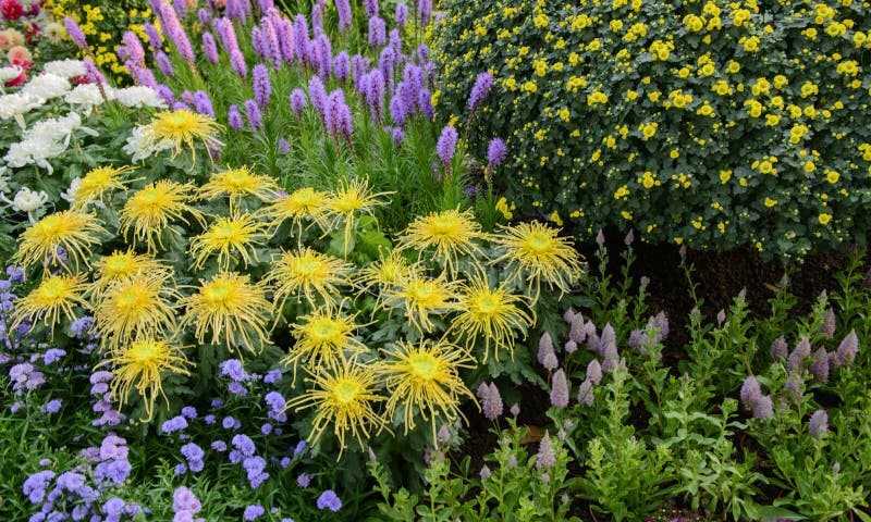 Chrysanthemum in garden stock photo. Image of outdoor - 38722084