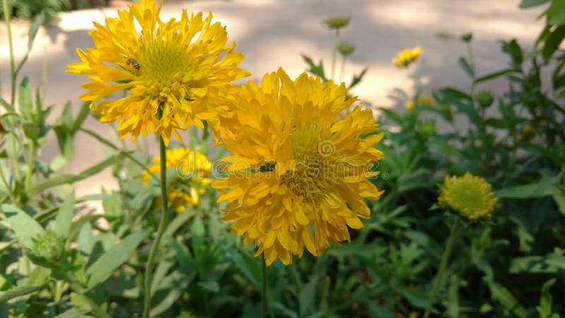 Chrysanthemum indicum stock photo. Image of famous, chamomilla - 112796492