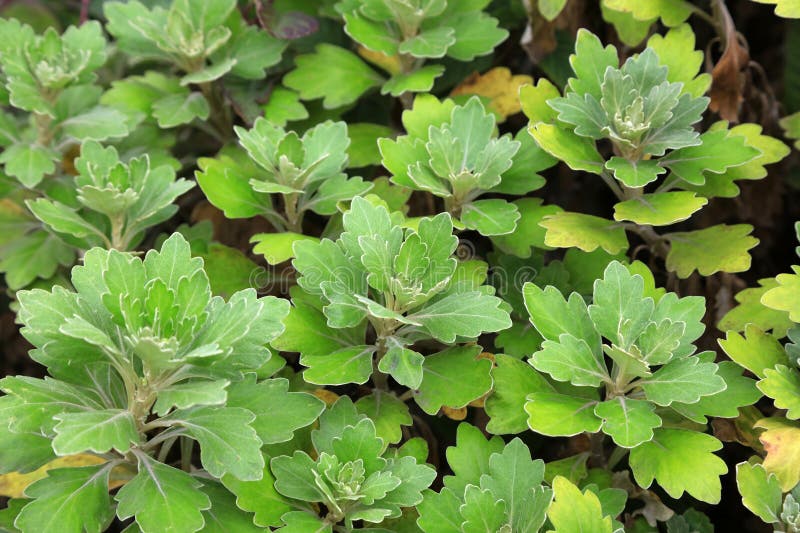 Chrysanthemum Leaves in the Botanical Garden Stock Image - Image of ...