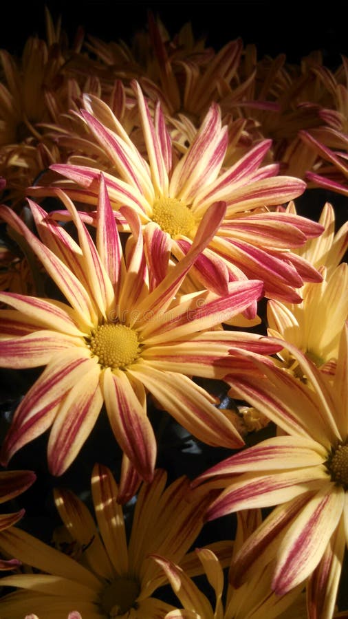 Chrysanthemum on Monday Morning Mums Stock Photo - Image of monday ...