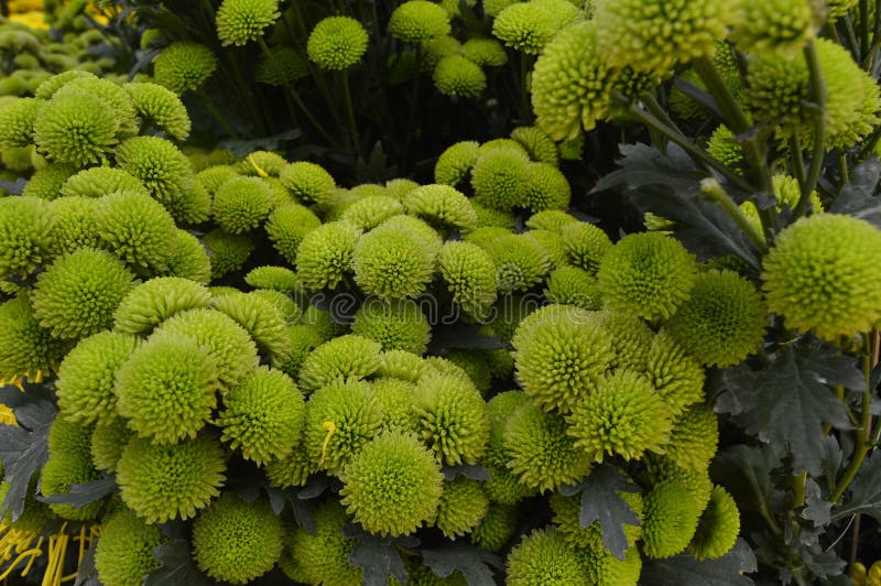 Chrysanthemum Morifolium Green Pom Button or Chrysanthemum Morifolium ...