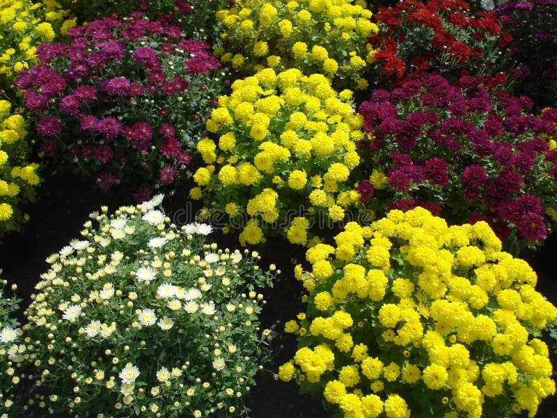 Chrysanthemum multiflora stock image. Image of flower - 27134065