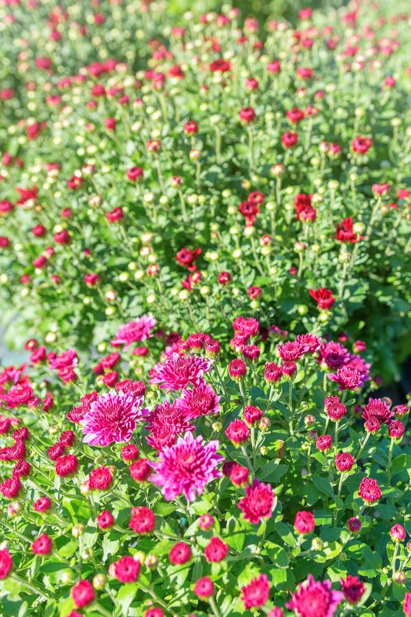 Chrysanthemum Mums on the Field, Chrysanths Plants Stock Photo - Image ...