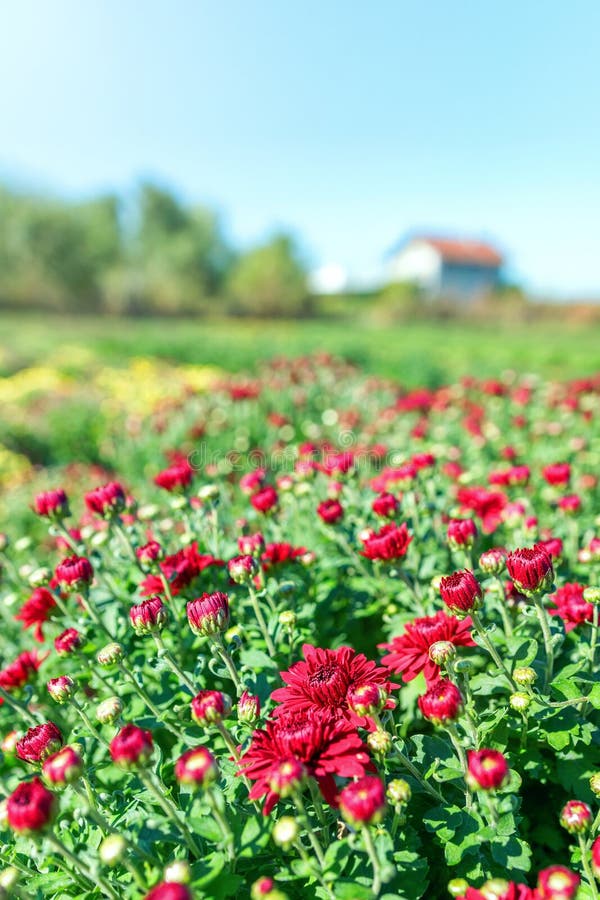 Chrysanthemum Mums on the Field, Chrysanths Plants Stock Photo - Image ...