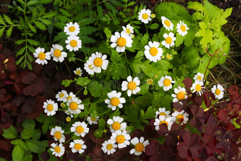 Chrysanthemum Parthenium or Feathery Dew or Pyrethrum Parthenium on a ...
