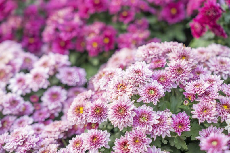 The Chrysanthemum Pattern in Flowers Park. Cluster of Pink ...